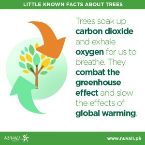 TREE PLANTING - Nuvali