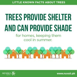 TREE PLANTING - Nuvali